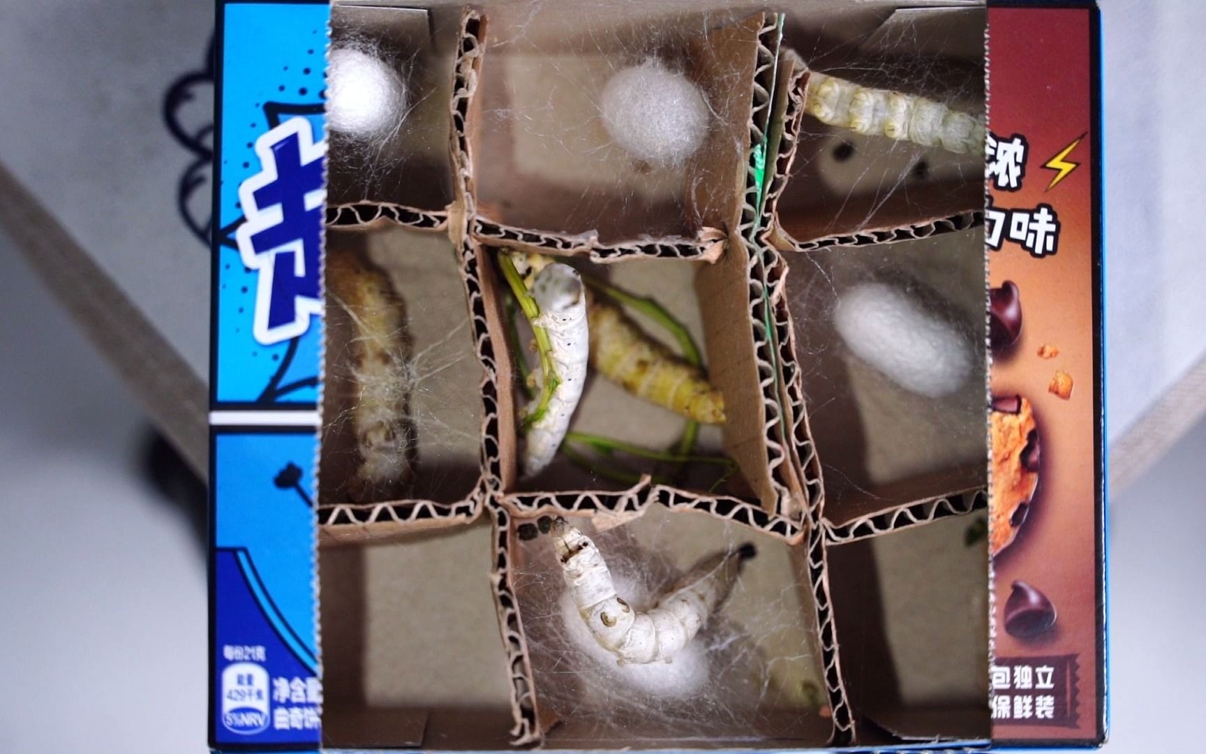 【难得一见】五只蚕宝宝组团织茧(24小时浓缩版)