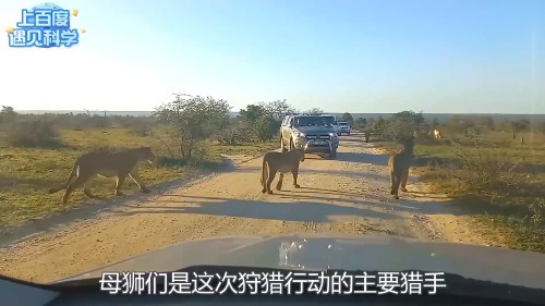 动物科学,狮子刚捕到角马,鬣狗就闻味儿赶了过来