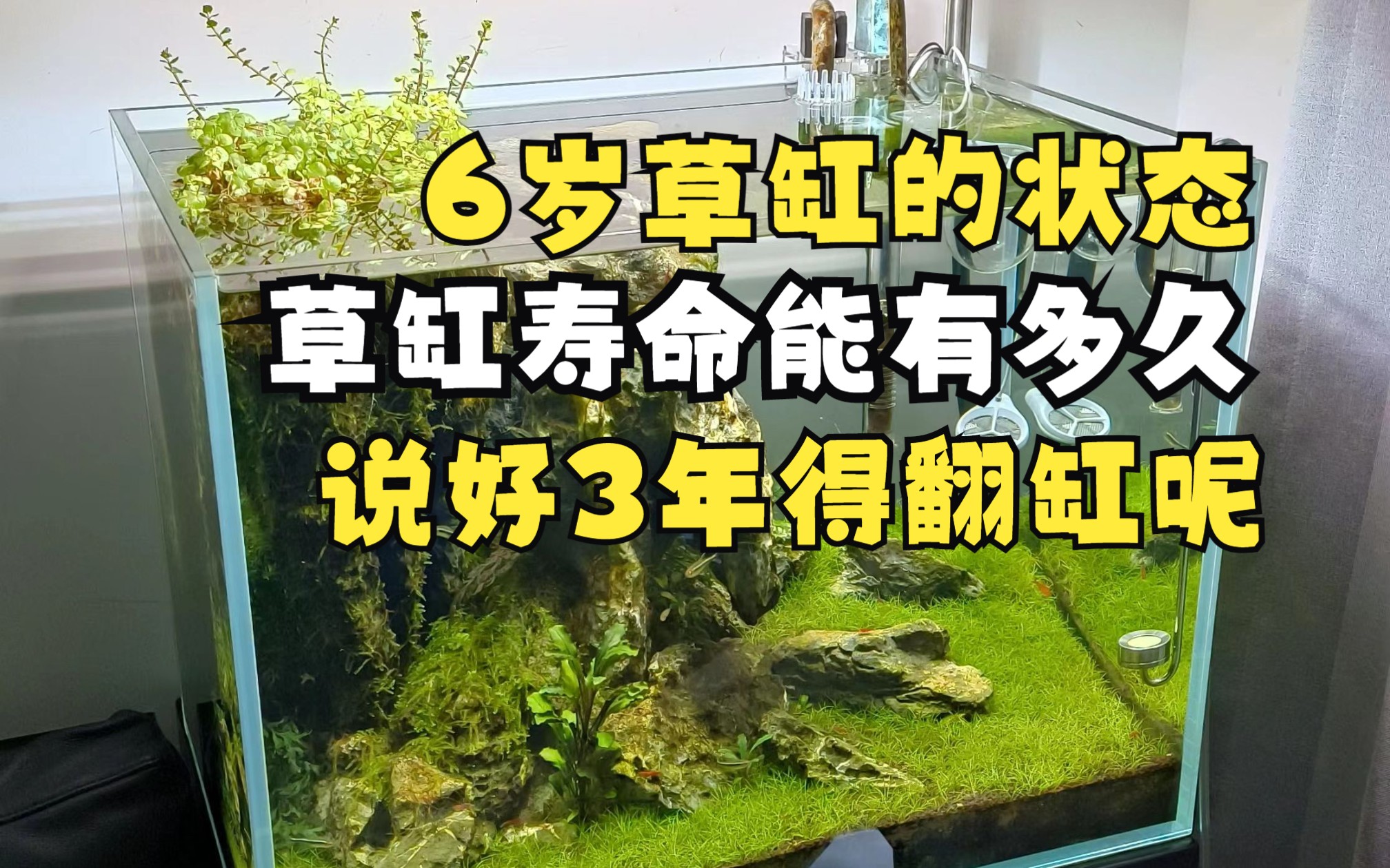 已经坚持了6年的草缸会有怎样的状态