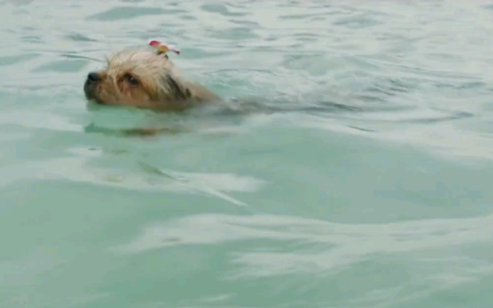 巨齿鲨里的不死狗王皮皮cut