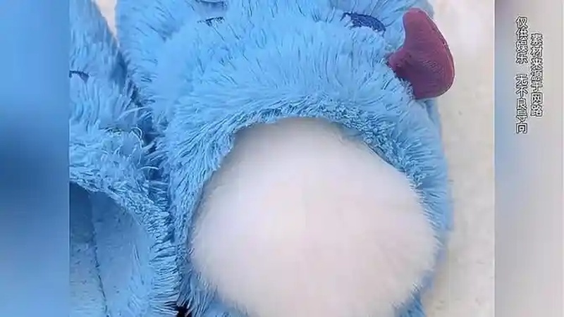 盘点那些呆萌可爱的小猫咪