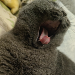 玩世不恭啊a 