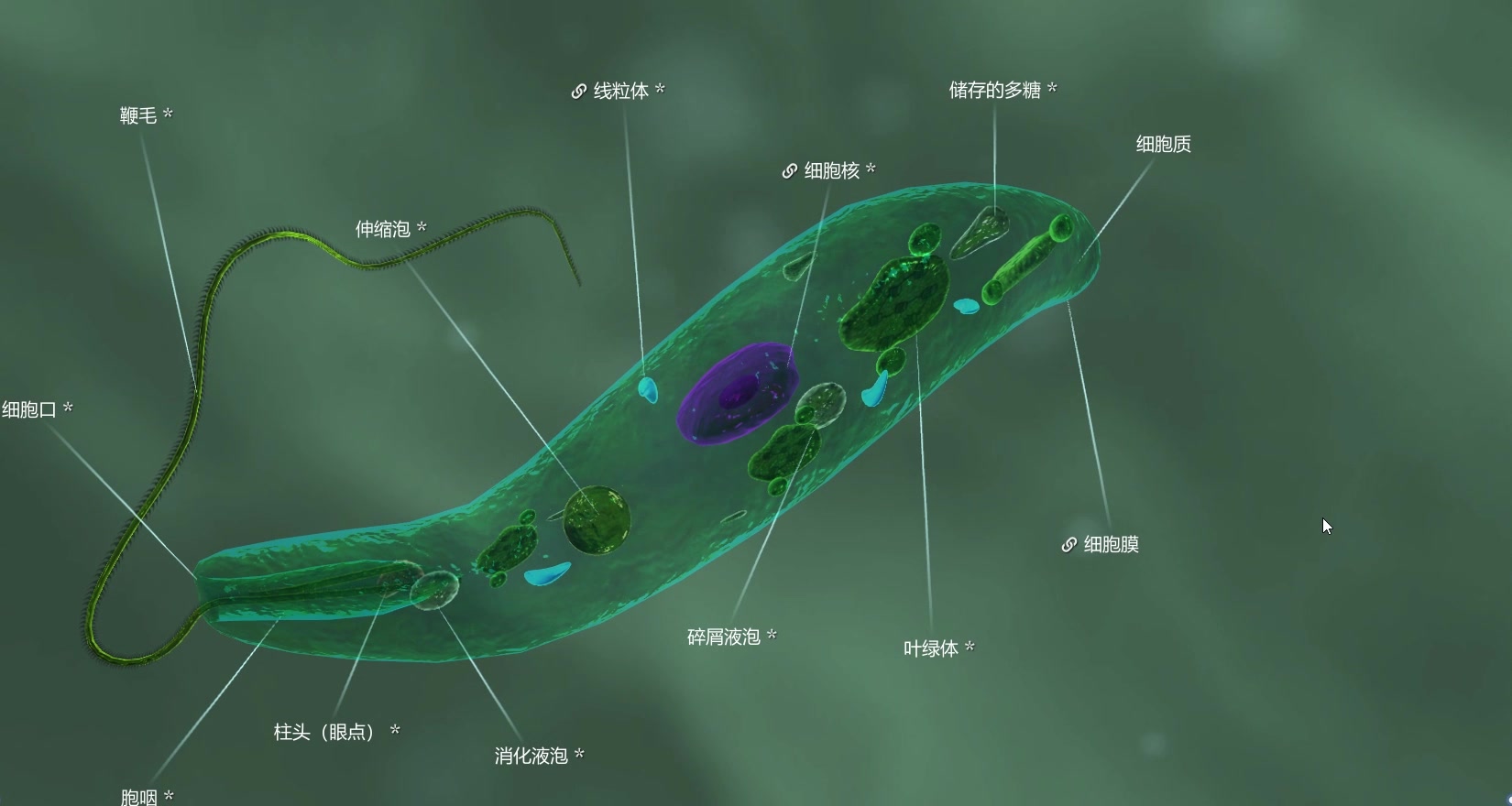 绿眼虫:一种生活在淡水中的单细胞生物,具有动物和植物的特性。