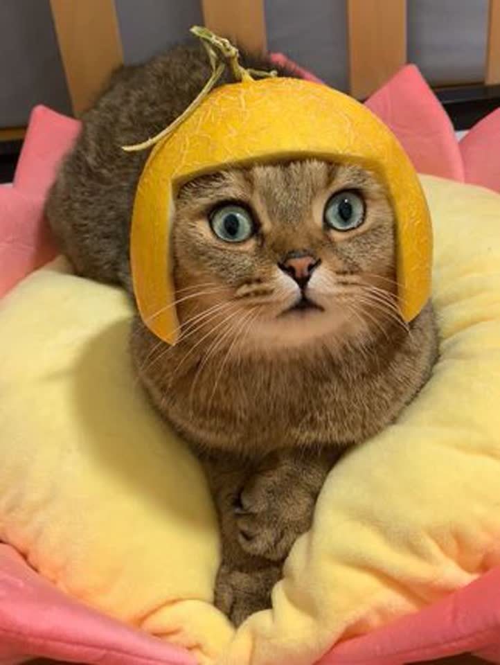 姨姨们我的小呆瓜好看吗!谁能拒绝傻憨憨的小猫咪