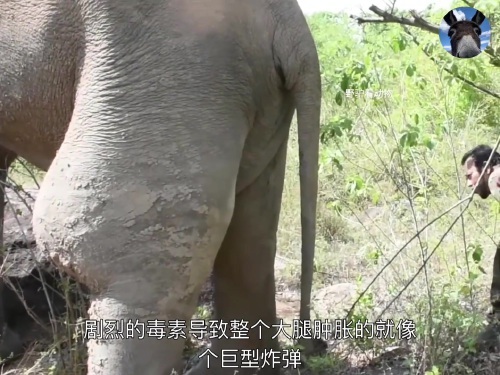 大象被毒蛇咬伤,后腿肿的跟柱子一样,好心人全力抢救!动物救助