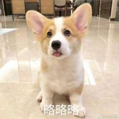忘记喝水的鱼12 