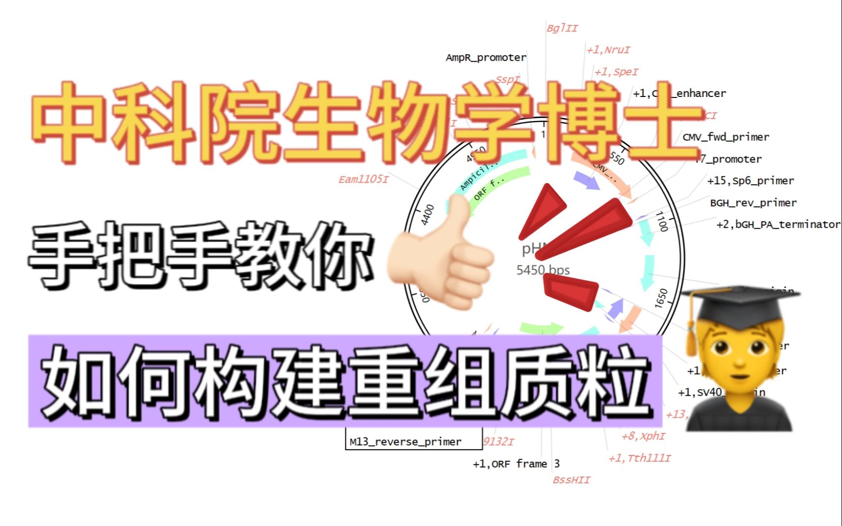 ...看肠悔青!中科院生物学博士倾囊相授!还不会构建重组质粒的进来看看