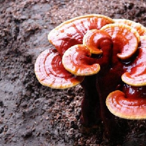 中医药原来很有趣 