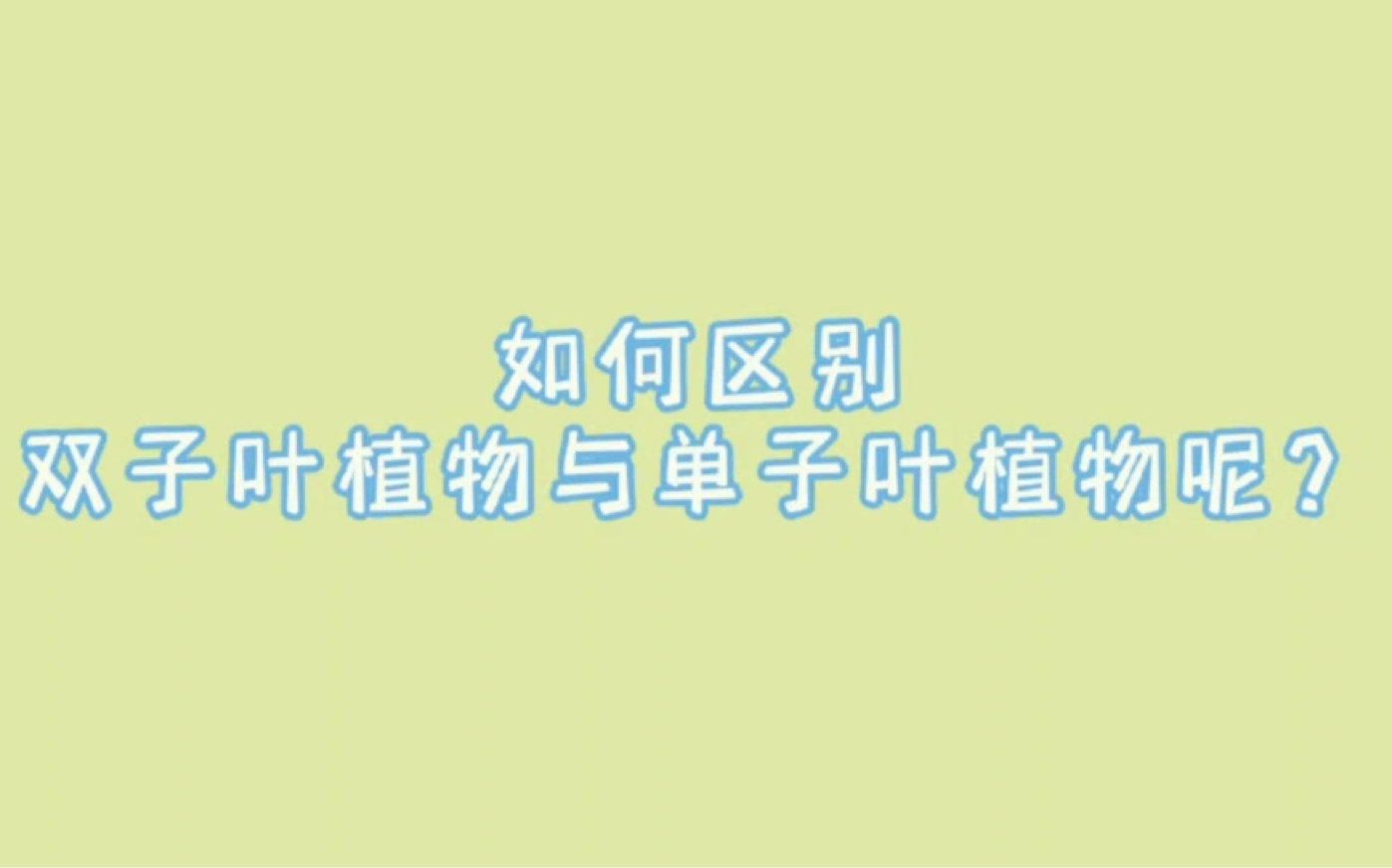 你知道如何区别双子叶植物与单子叶植物吗?