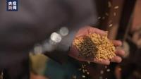 世界粮食安全和营养状况报告:2021年全球饥饿人口超8亿