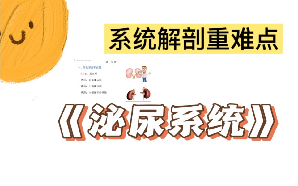 《专升本系统解剖》【人体解剖泌尿系统核心背诵知识点人体解剖冲刺...