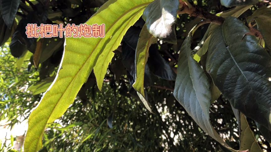 身边的草药(15续2),枇杷叶的炮制与功效