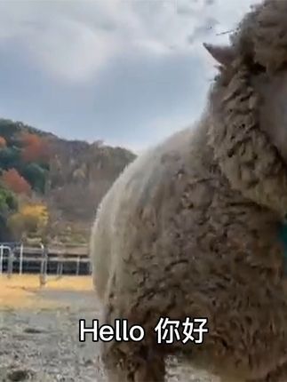 咩咩传话的服务理念:传啥不传啥,主意自己拿。。。。