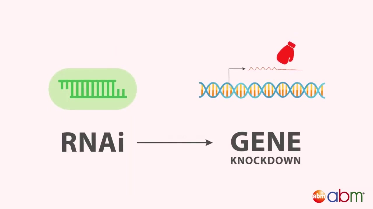 基因沉默技术大比拼- CRISPR vs. TALENs vs. RNAi.