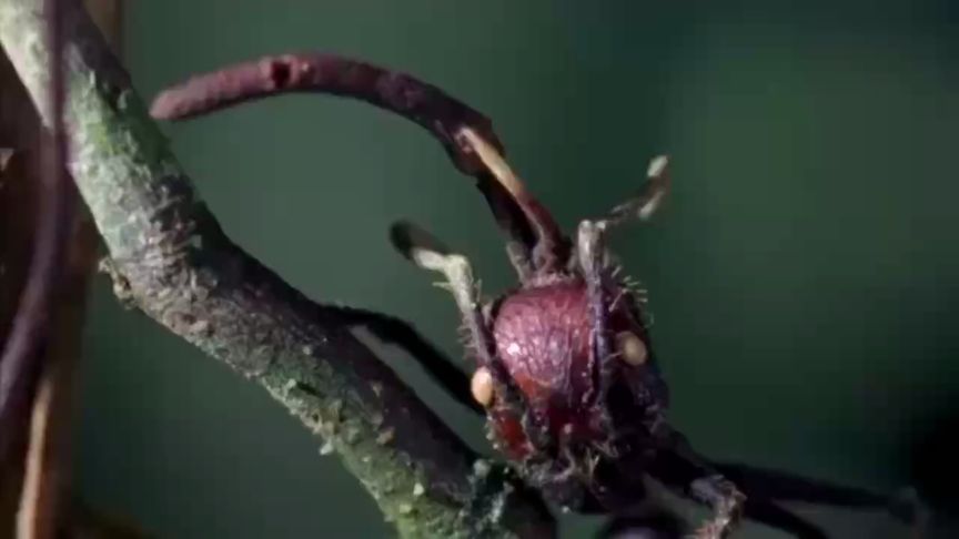虫草菌,利用昆虫身体生长的寄生菌,犹如昆虫界里的可怕病毒