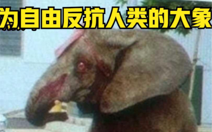 反抗人类的大象 马戏团大象泰克的故事 !