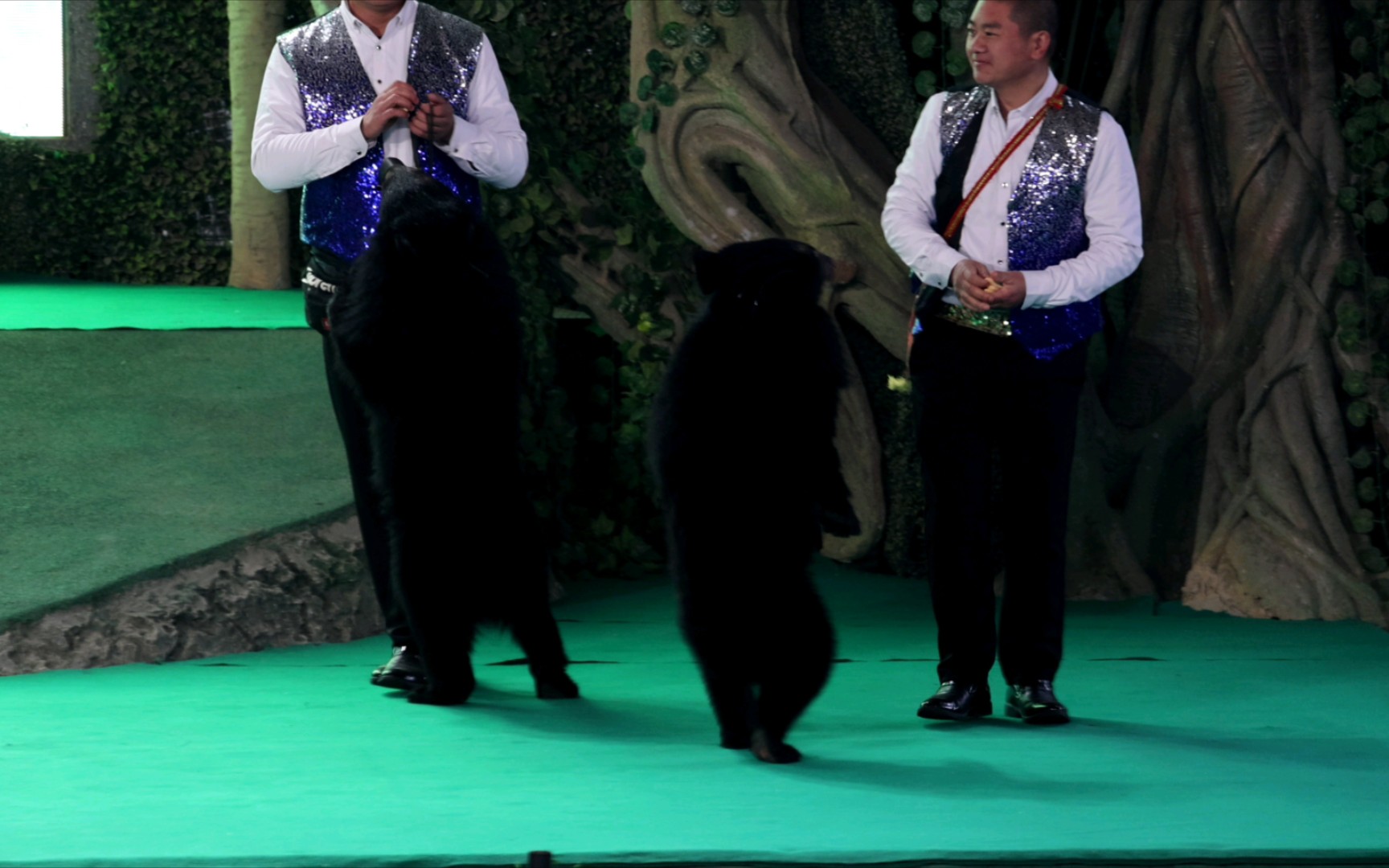 杭州野生动物世界:马戏团小熊表演5