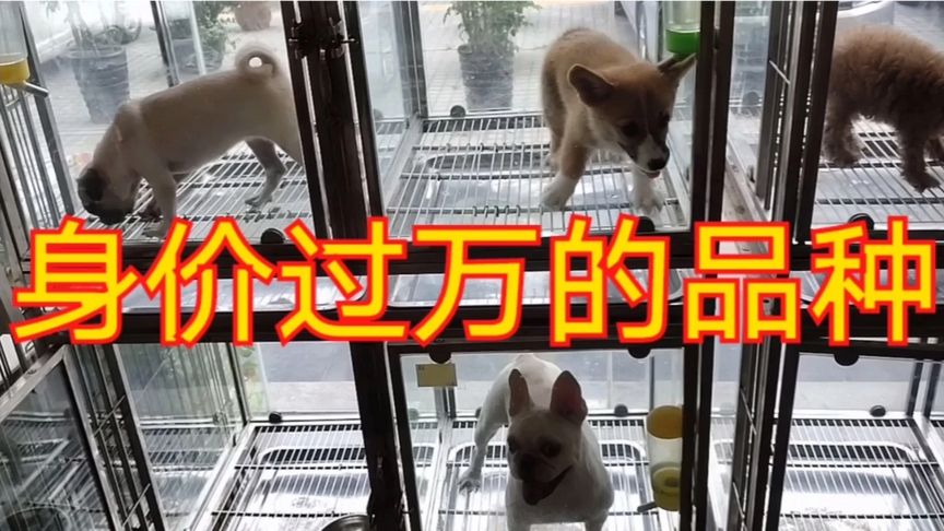 宠物狗宠物猫价格居然要一万多,最差的要1000,看看都有哪些品种