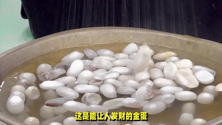 #涨知识 你知道蚕丝是如何制作的吗?看完这个视频您就明白了!