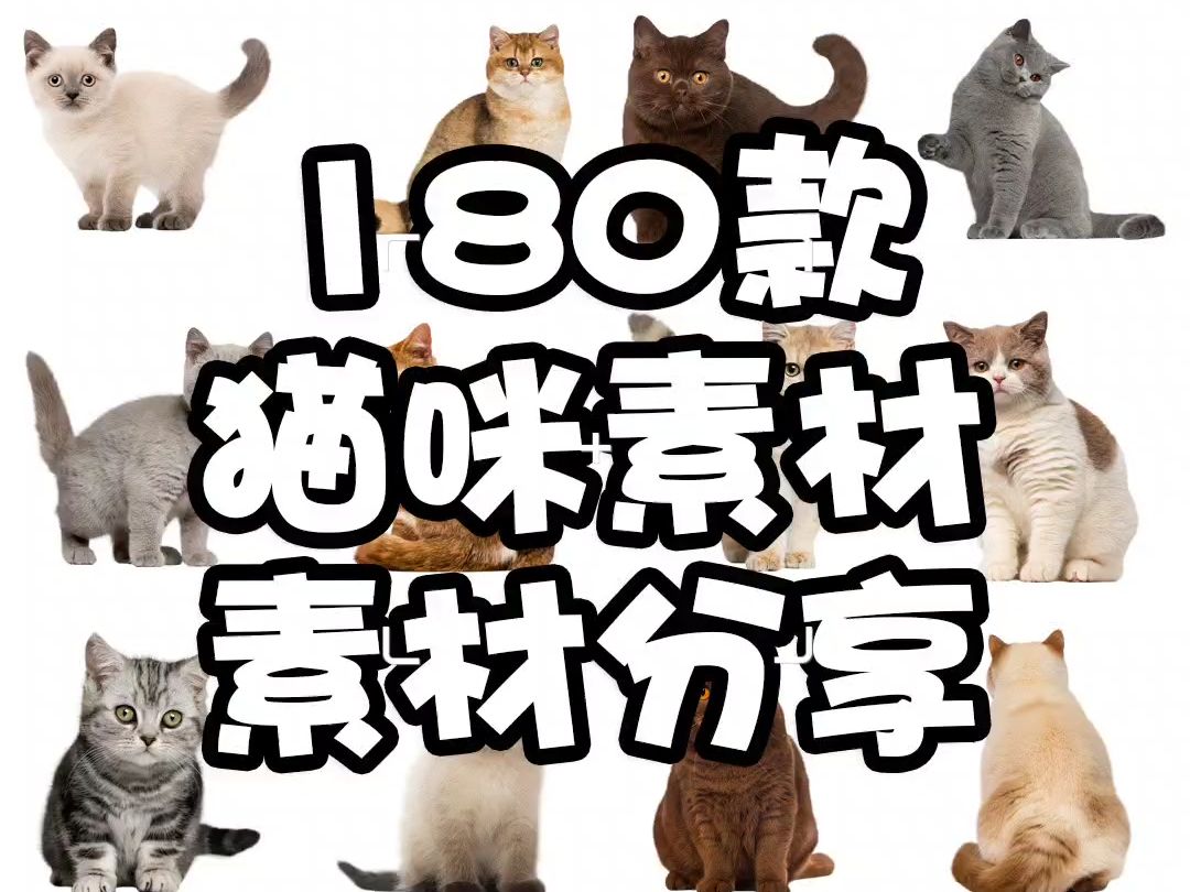 素材分享丨可爱猫咪小猫花猫黑猫小奶猫宠物猫动物免抠PNG透明背景...