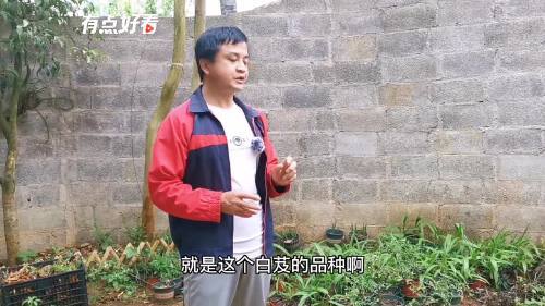 白芨的药用价值很多人都知道,但它还有一个更好的作用,你知道吗
