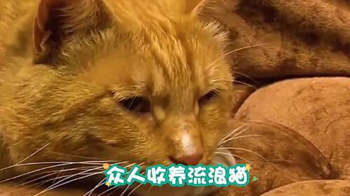 流浪猫跑进美容店求收养