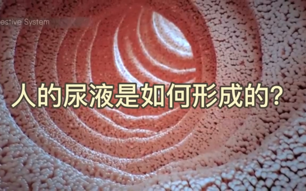动画演示人的尿液是怎样形成的?一看就懂!