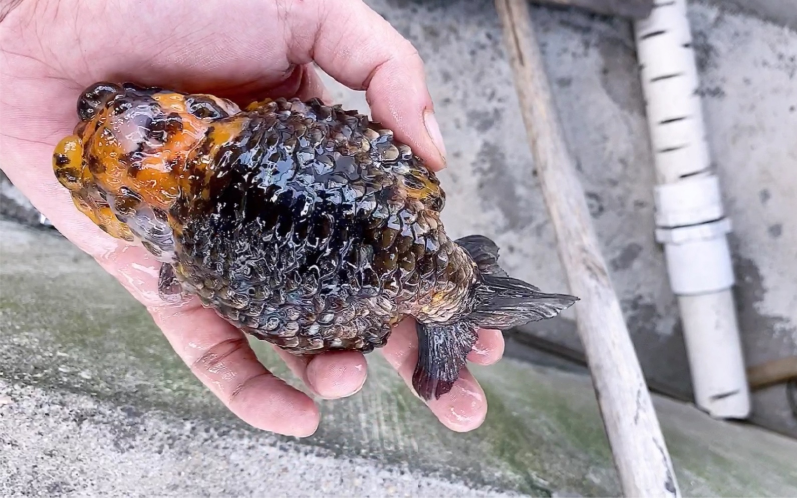 金鱼届的“癌症”—炸鳞+腹水,学治先学看,教你炸鳞腹水的几种不同...