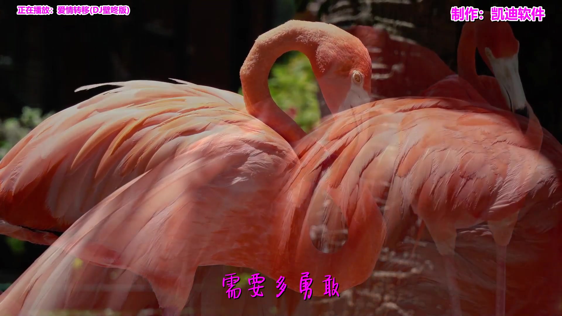 《爱情转移(DJ壁咚版)》欣赏,快手制作mv用什么软件好