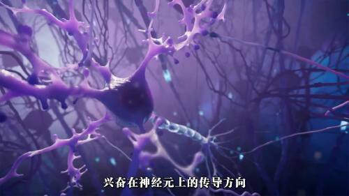 兴奋在神经元上的传递过程