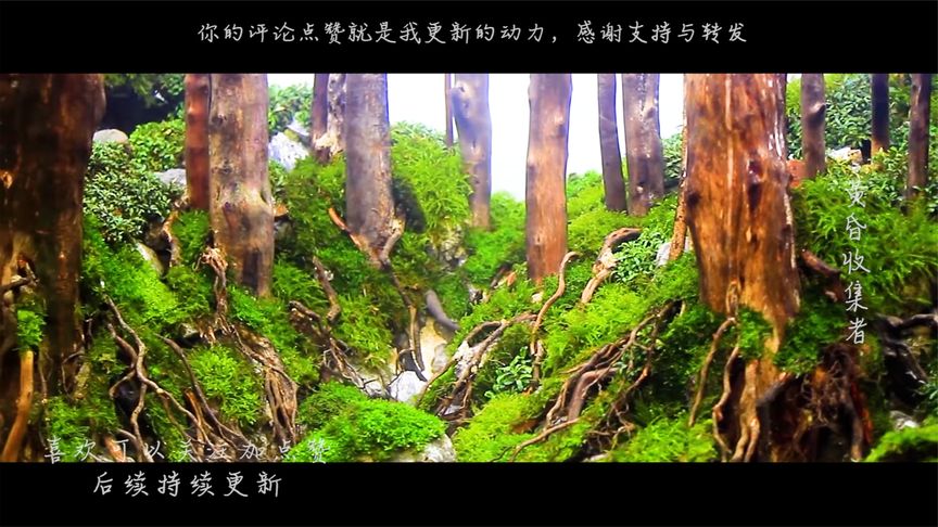 热带雨林式造景