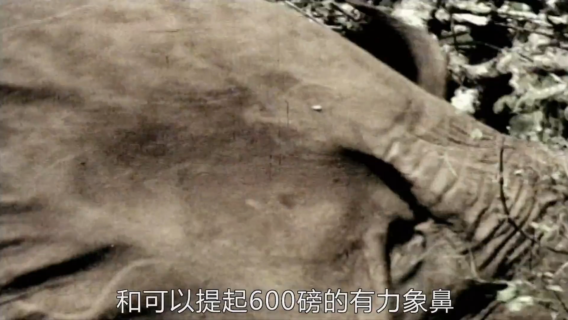 ...消失后的世界(第一季)Life After People(Season 1)_P03_S01E03.mp4