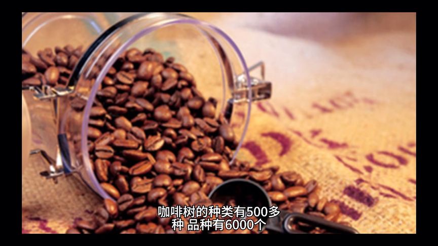 (咖啡小知识1)阿拉比卡和罗布斯塔的区别。