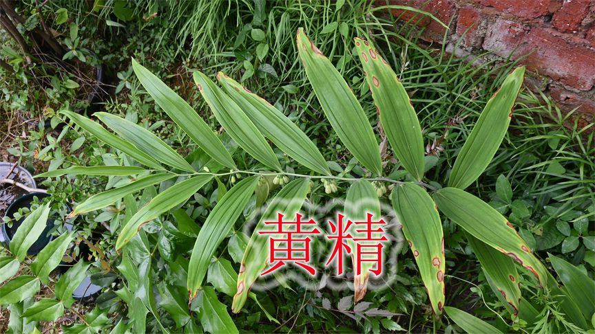 大家真的了解“黄精”?山区农民常挖来食用,它的价值认知一下