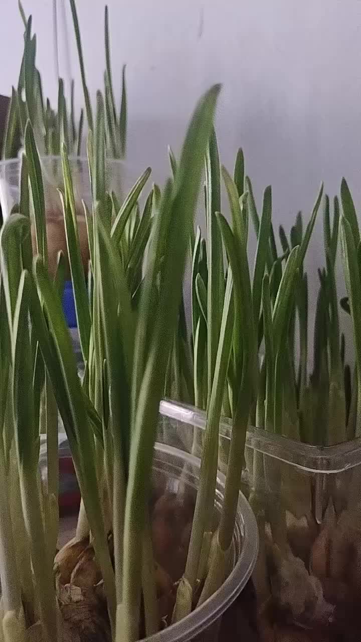 水培种蒜苗长得还好很