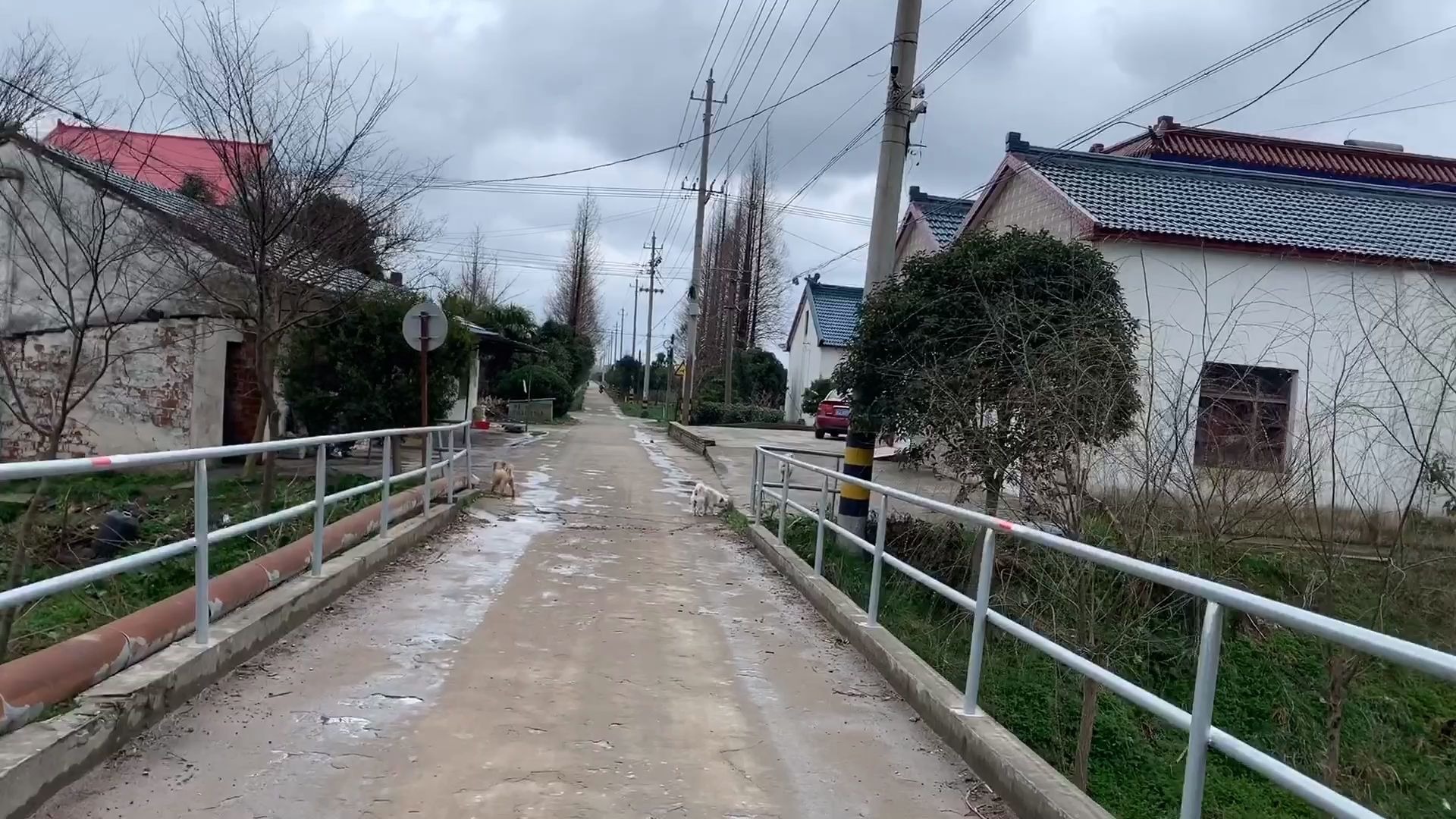 国家大力扶持农村发展,大学生回家养猪,告诉你一个大棚花多少钱