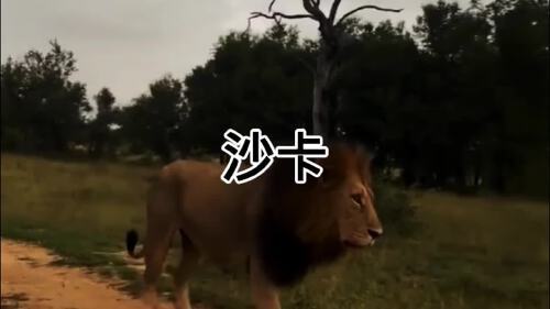 抓拍精彩瞬间与野生动物零距离接触 弱肉强食自然法则 保护野生动物...