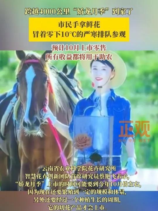 跨越4000公里"娇龙月季"到家了