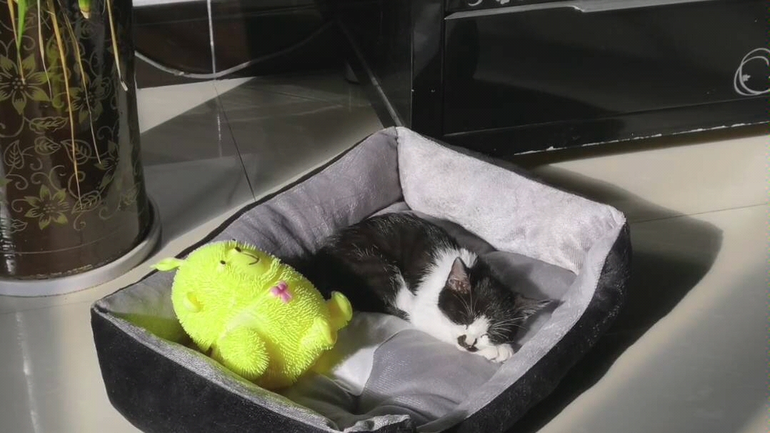中华田园猫睡觉好萌啊,俺家柠檬就是可爱