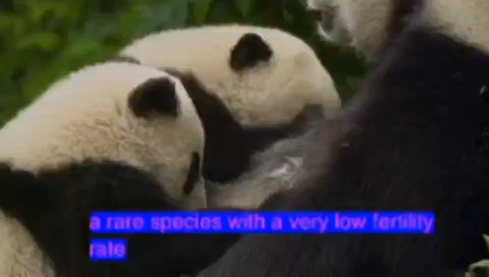 大熊猫的日常生活(英语听力练习带字幕)