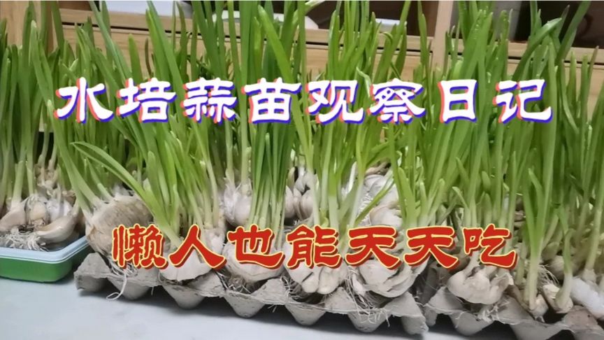 水培蒜苗观察日记,懒人也能天天吃新鲜的蒜苗,一茬一茬割着吃