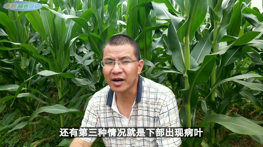 玉米叶片面积与产量有一定的关系,究竟要不要打叶,从两方面考虑