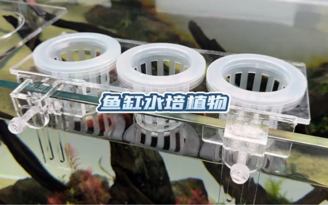 没有盖子和边框的鱼缸都能用的亚克力水培植物固定架,虽然我还没有...