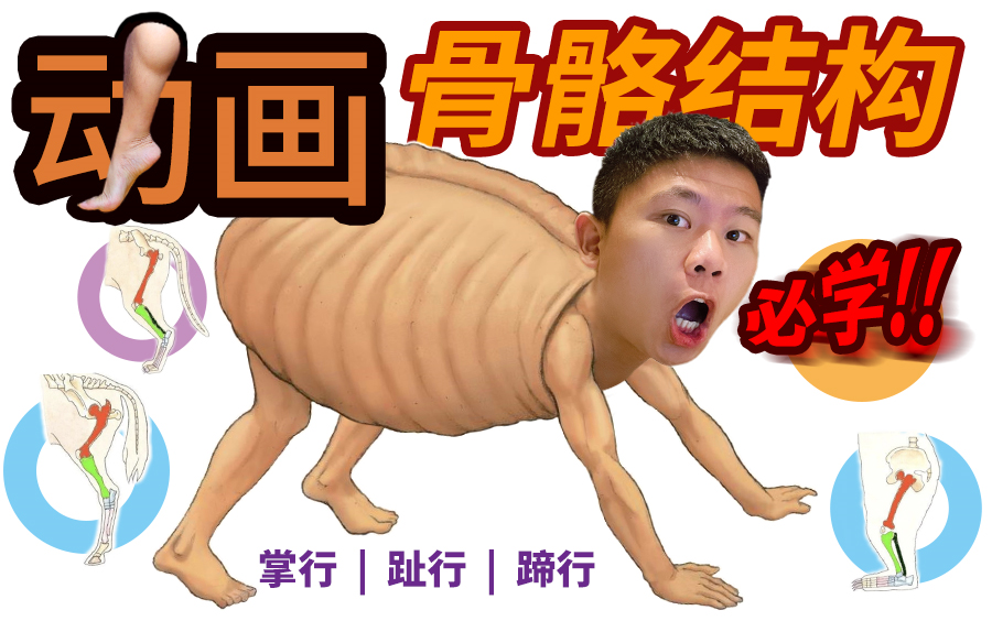 ...骨骼结构】人和动物的骨骼区别,动画绑定必须了解的生物基础骨骼结构