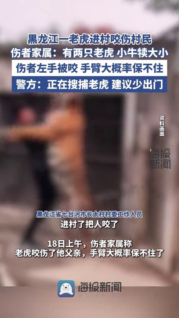 黑龙江一老虎进村咬伤村民,伤者家属:手臂大概率保不住 #老虎 #东北虎