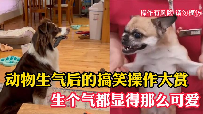 动物生气后的搞笑操作,生个气都显得那么可爱,就问铲屎官你怕不
