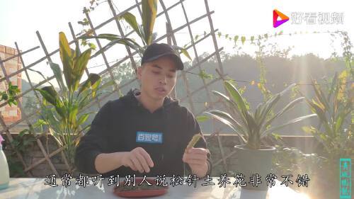 松针养花作用非常多,用一次就爱上了