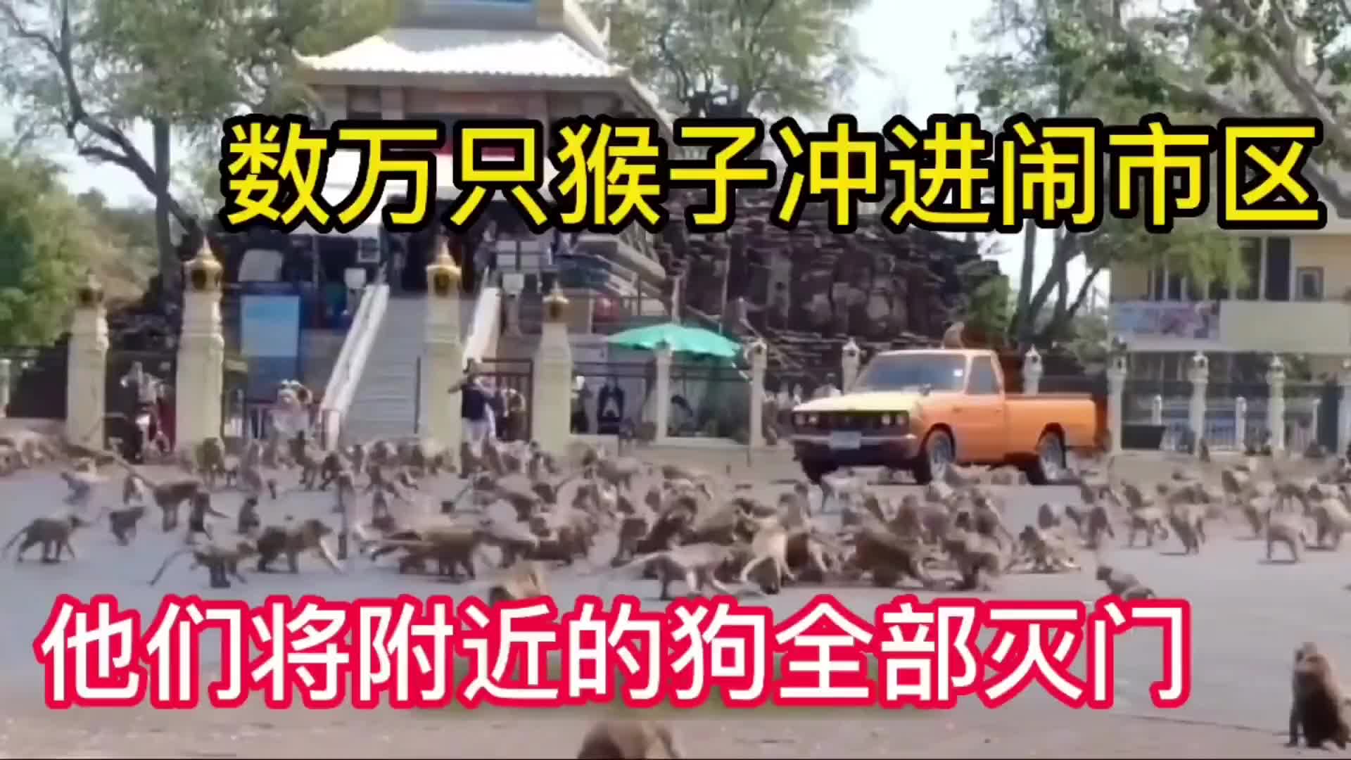 小猴子被狗咬死,猴王带领万人部队,把狗全部杀光。