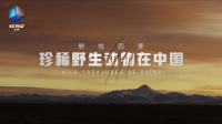纪录片《野性四季:珍稀野生动物在中国》宣传片发布!