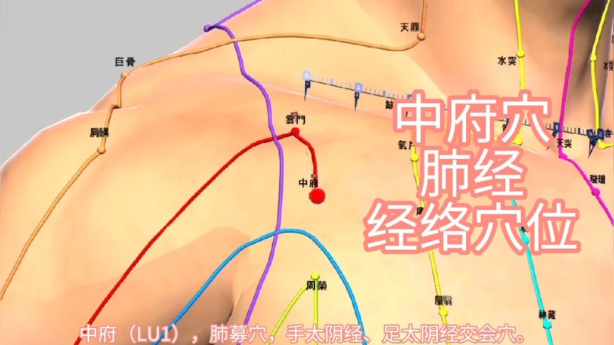 中府穴_肺经_经络穴位